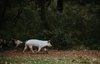 What Do Pigs and Humans Have in Common? — J&R Pierce Family Farm