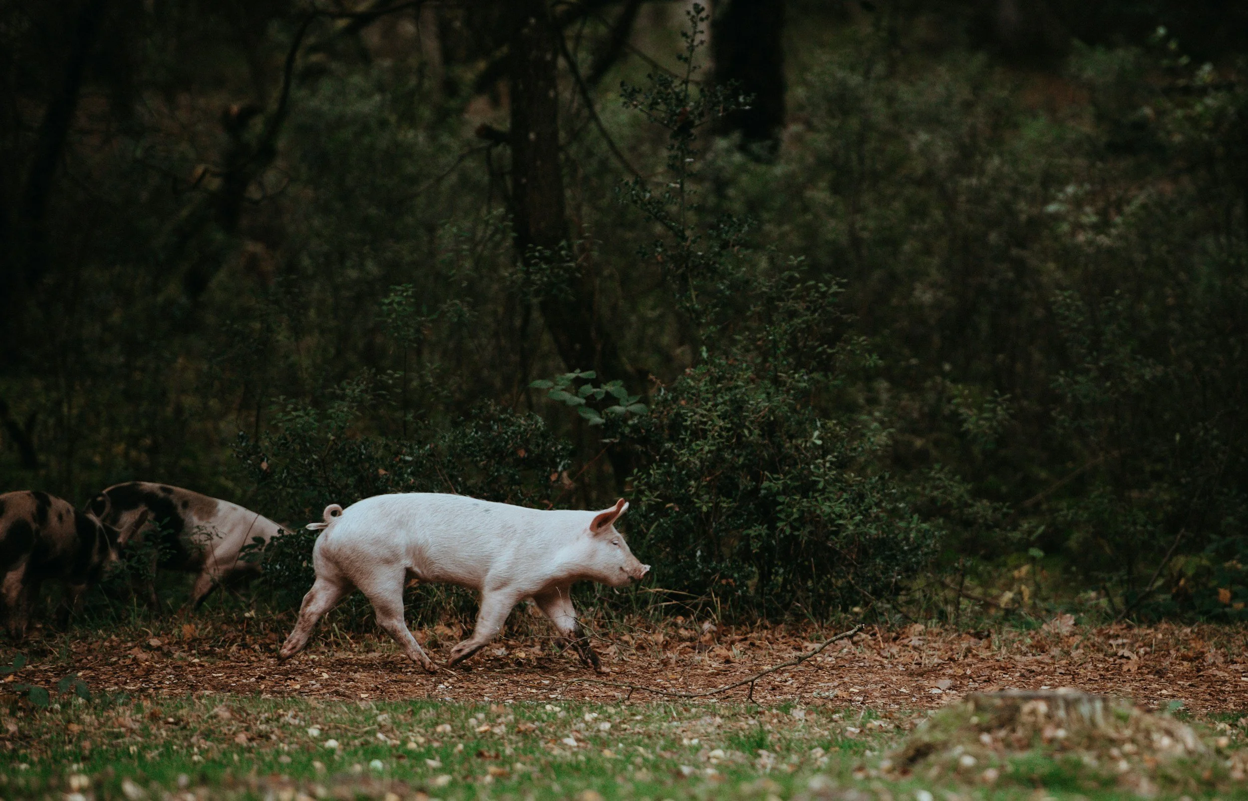 What Do Pigs and Humans Have in Common? — J&R Pierce Family Farm