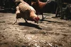 Chicken Grit: Everything You Need to Know — J&R Pierce Family Farm