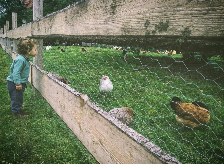 Chicken Grit: Everything You Need to Know — J&R Pierce Family Farm