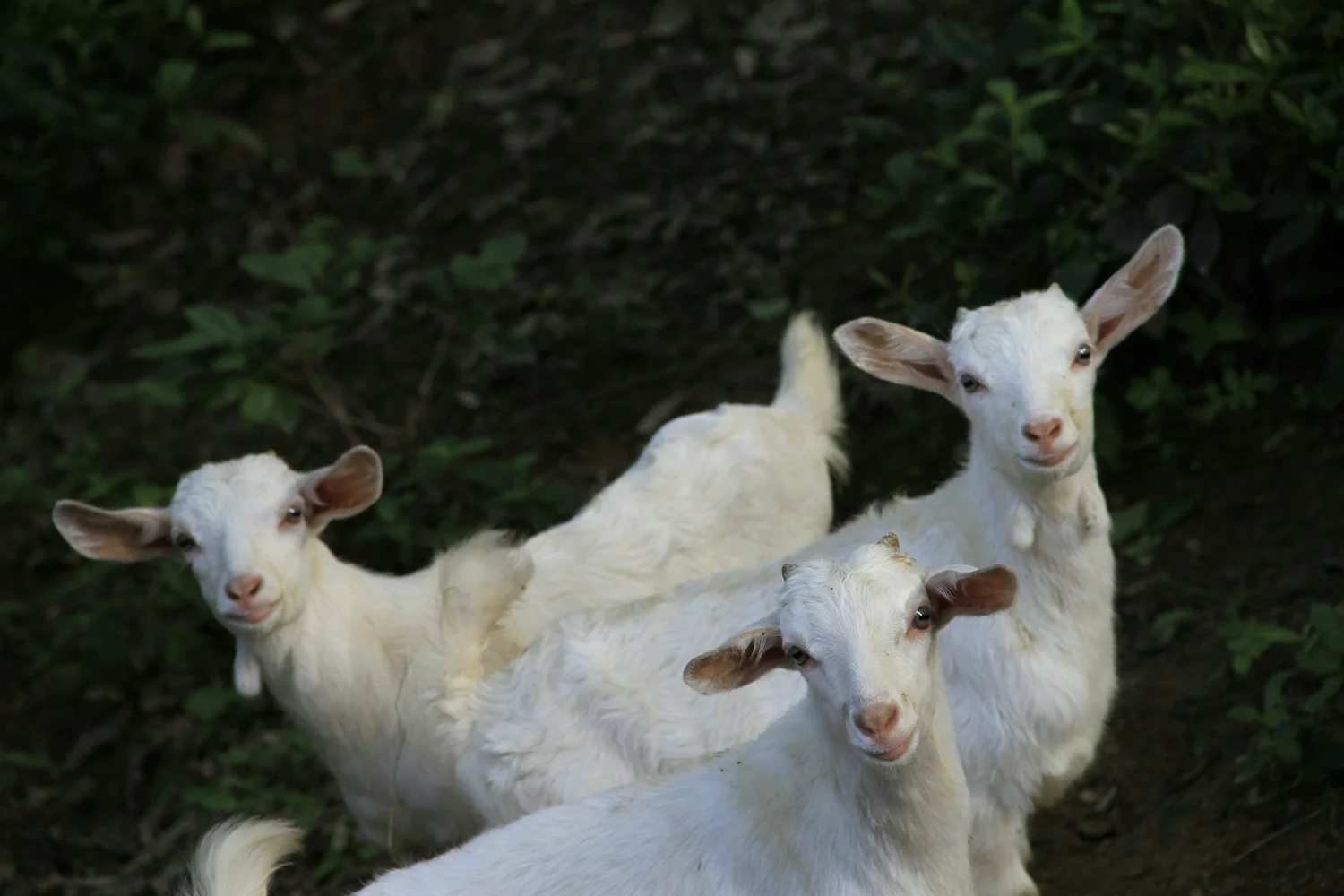 What is the Best Dewormer for Goats? — J&R Pierce Family Farm