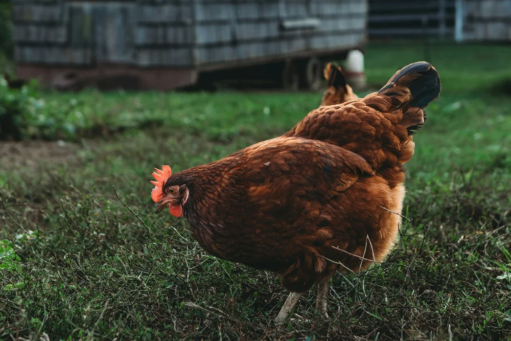 Why Do Chickens Stop Laying Eggs When It's Cold? — J&R Pierce Family Farm