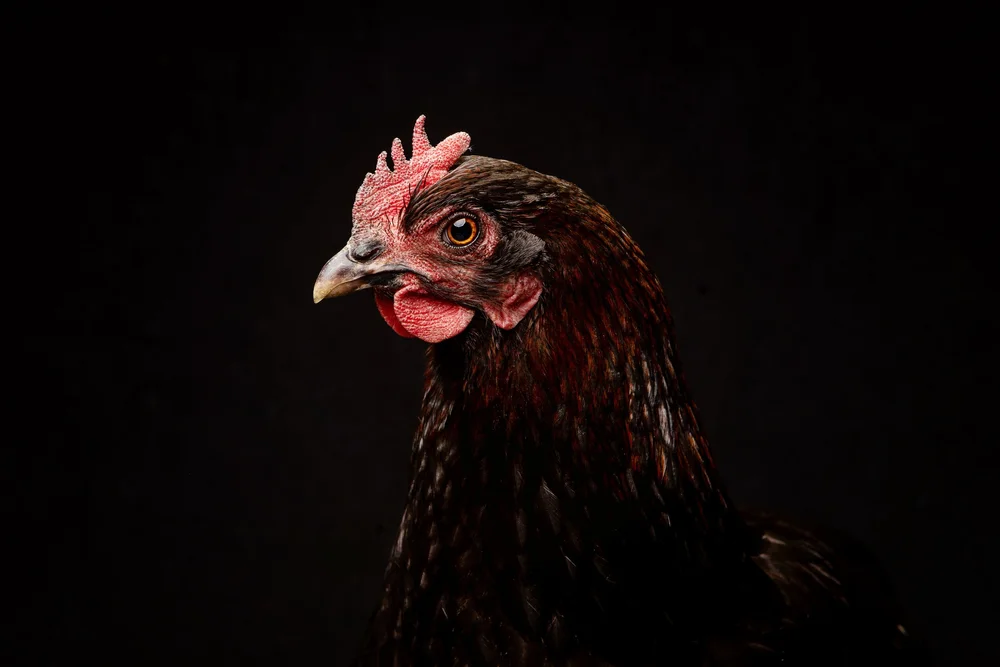 The Ultimate Guide to the Welsummer Chicken Breed — J&R Pierce Family Farm