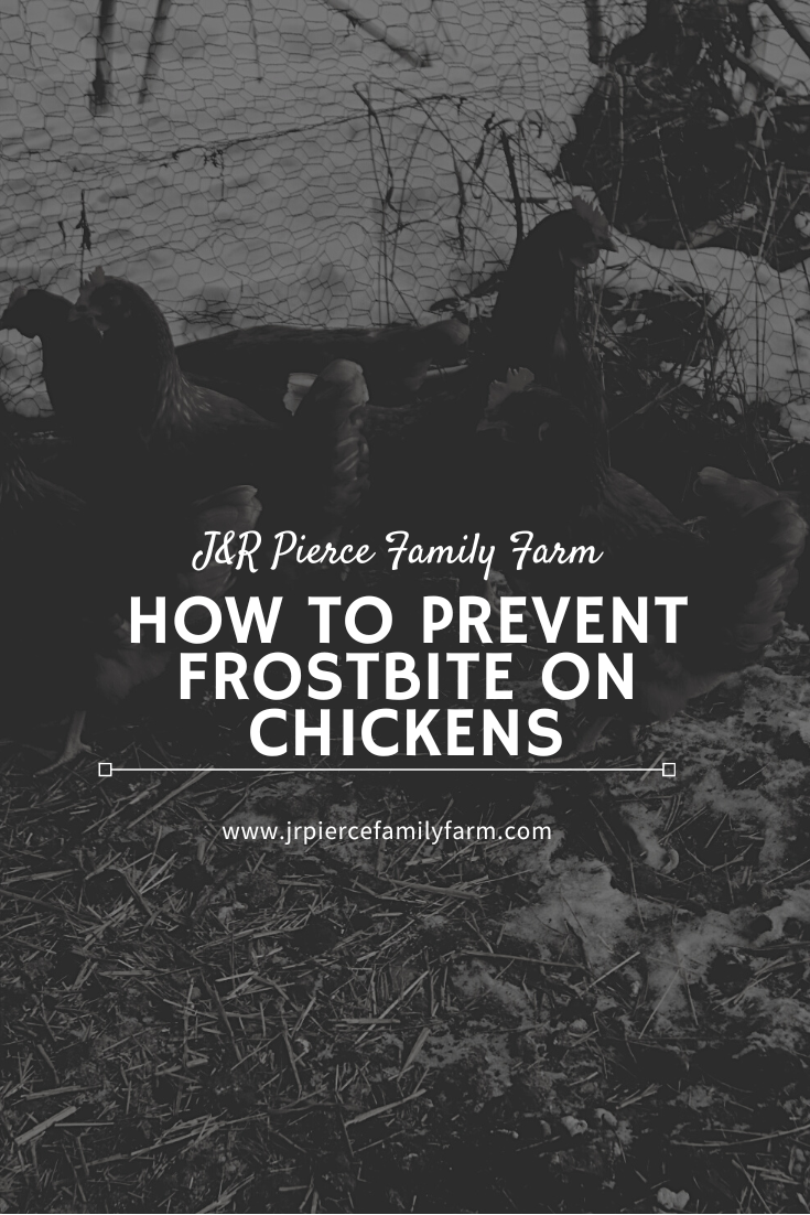 How to Deal With Frostbite on a Chicken's Comb — J&R Pierce Family Farm ...