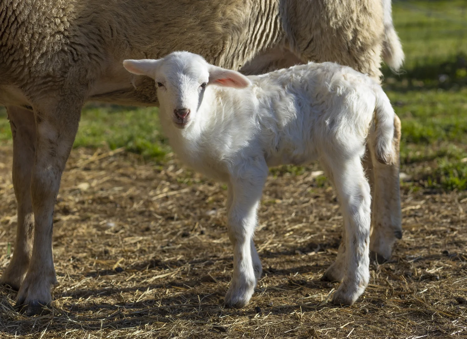 Everything You Need to Know About the Katahdin Sheep Breed — J&R Pierce ...