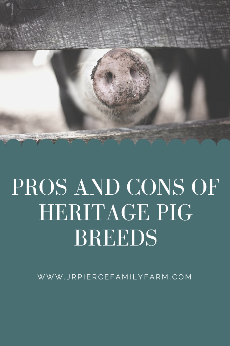 Pros and Cons of Heritage Pig Breeds — J&R Pierce Family Farm