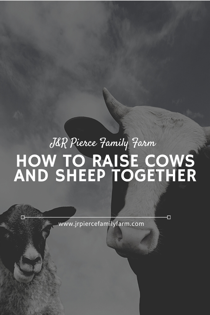 Can You Raise Sheep and Cows Together? — J&R Pierce Family Farm