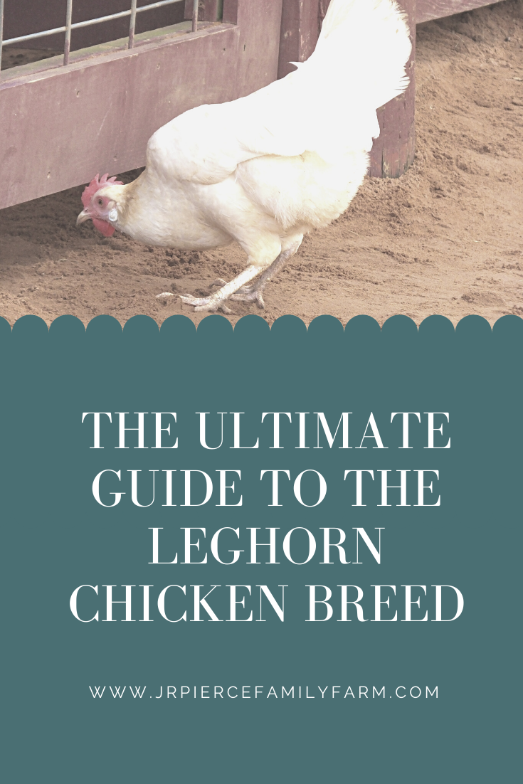 How to Raise Leghorn Chickens: Everything You Need to Know — J&R Pierce ...