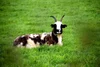 What is the Jacob Sheep Breed - and is it Right for You? — J&R Pierce ...