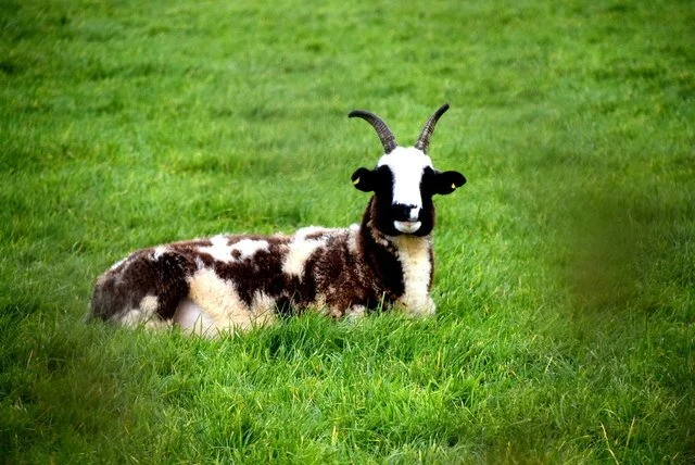 What is the Jacob Sheep Breed - and is it Right for You? — J&R Pierce ...