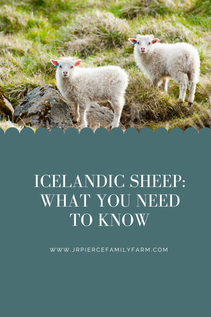 Icelandic Sheep Breed Guide — J&R Pierce Family Farm