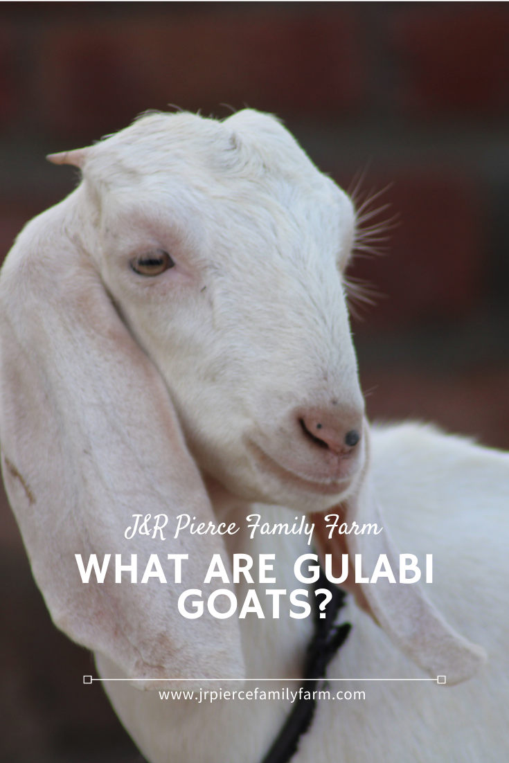 What Are Gulabi Goats? — J&R Pierce Family Farm