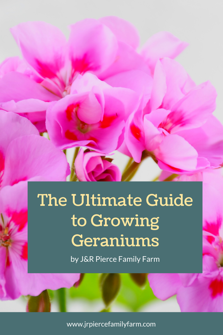 How to Grow Geraniums from Seed — J&R Pierce Family Farm