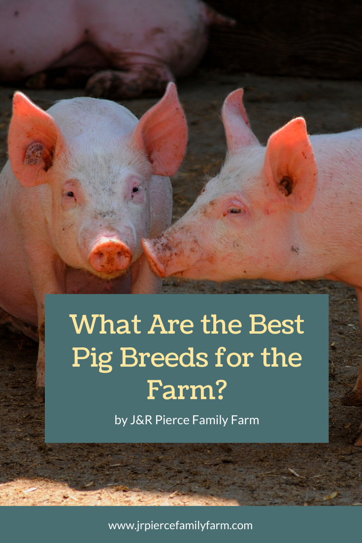 8 Best Pig Breeds for the Farm — J&R Pierce Family Farm