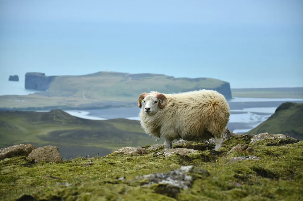Icelandic Sheep Breed Guide — J&R Pierce Family Farm