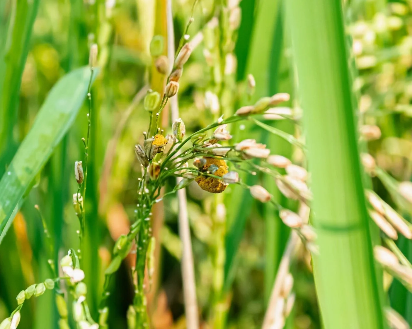 What Are Scale Mites? — J&R Pierce Family Farm