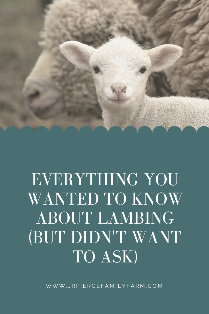 Everything You Ever Wanted to Know About Lambing — J&R Pierce Family Farm