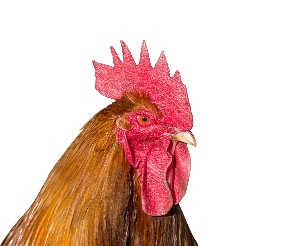 The Ultimate Guide to the Welsummer Chicken Breed — J&R Pierce Family Farm