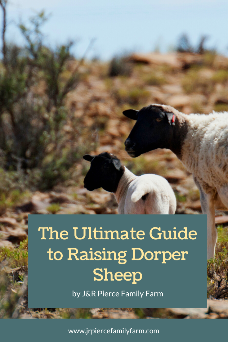 The Ultimate Guide to the Dorper Sheep Breed — J&R Pierce Family Farm