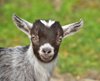 Are Pygmy Goats Right for Your Farm? — J&R Pierce Family Farm