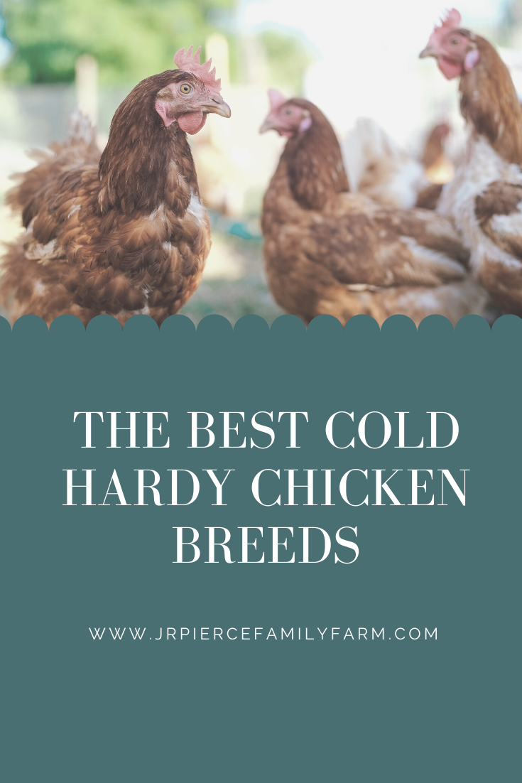 The Best Cold Hardy Chicken Breeds — J&R Pierce Family Farm