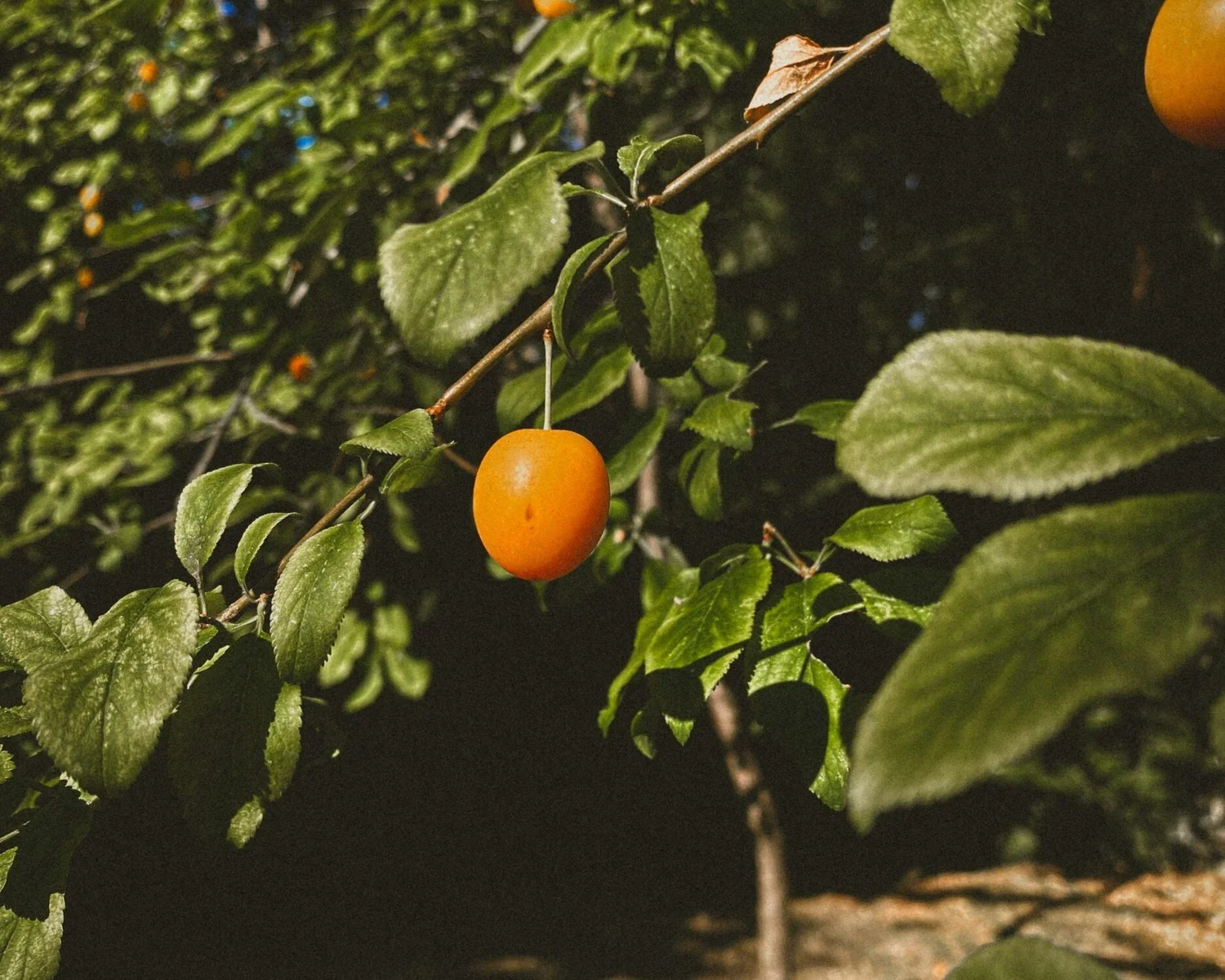 Growing Dwarf Fruit Trees: What to Know — J&R Pierce Family Farm