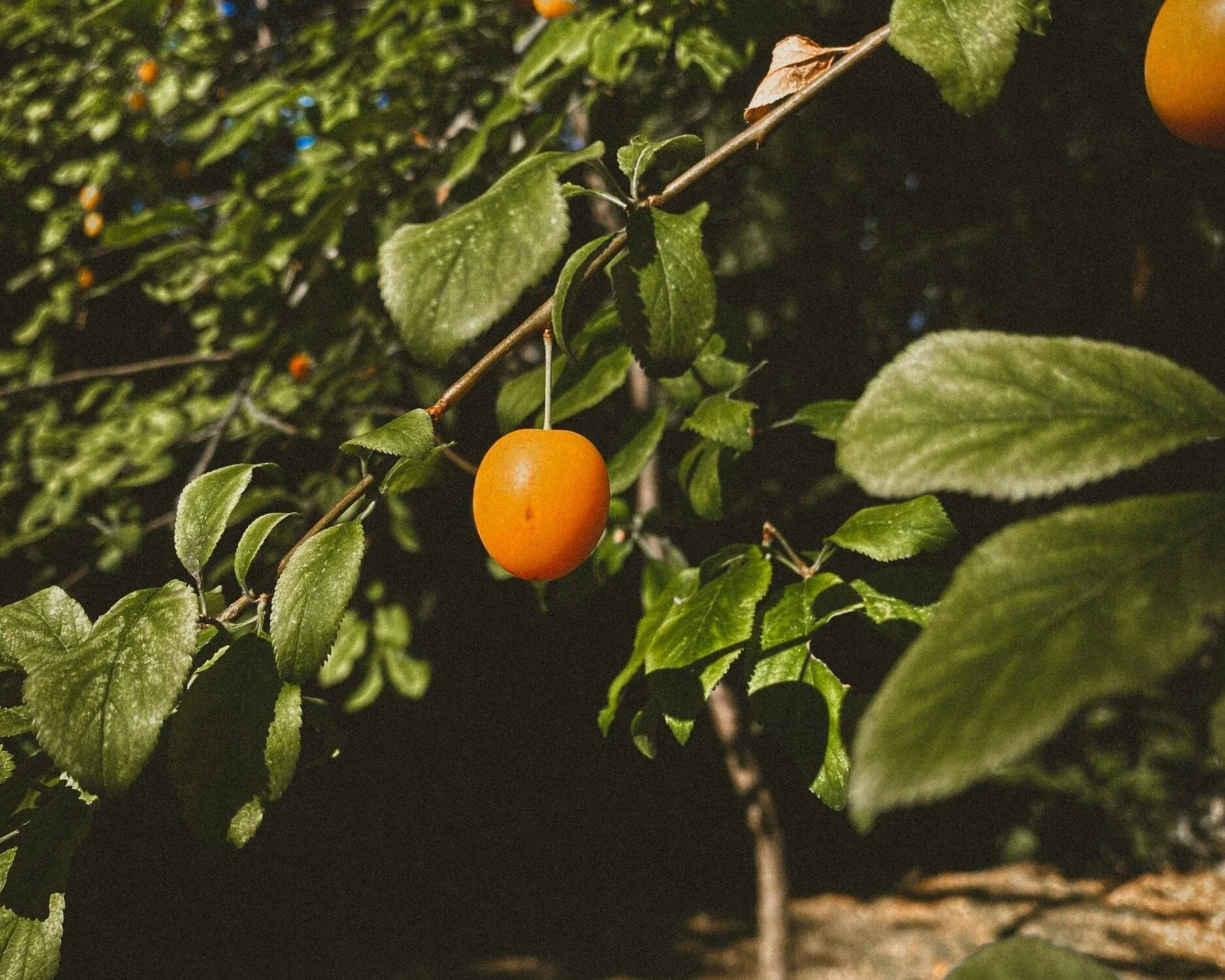 Growing Dwarf Fruit Trees: What to Know — J&R Pierce Family Farm