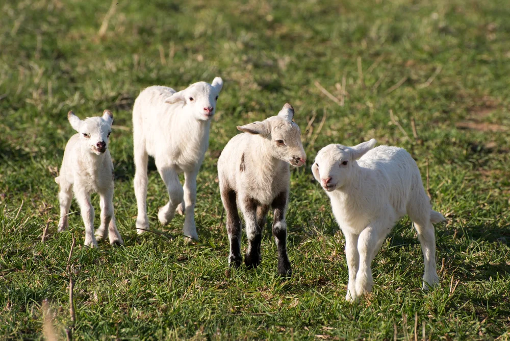Everything You Need to Know About the Katahdin Sheep Breed — J&R Pierce ...