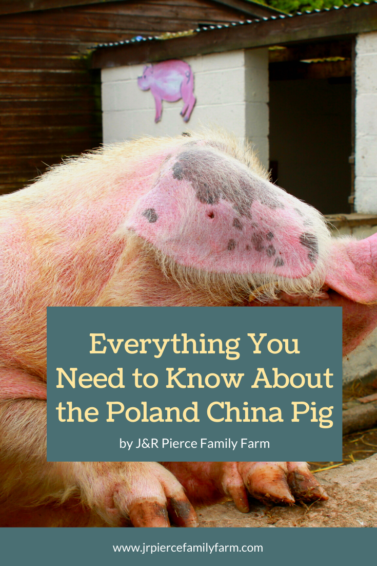 Everything You Need to Know About the Poland China Pig Breed — J&R ...