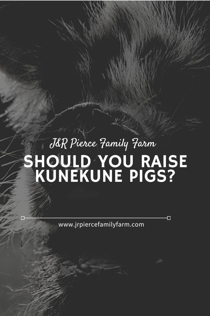 What Are Kunekune Pigs? — J&R Pierce Family Farm: Official Blog