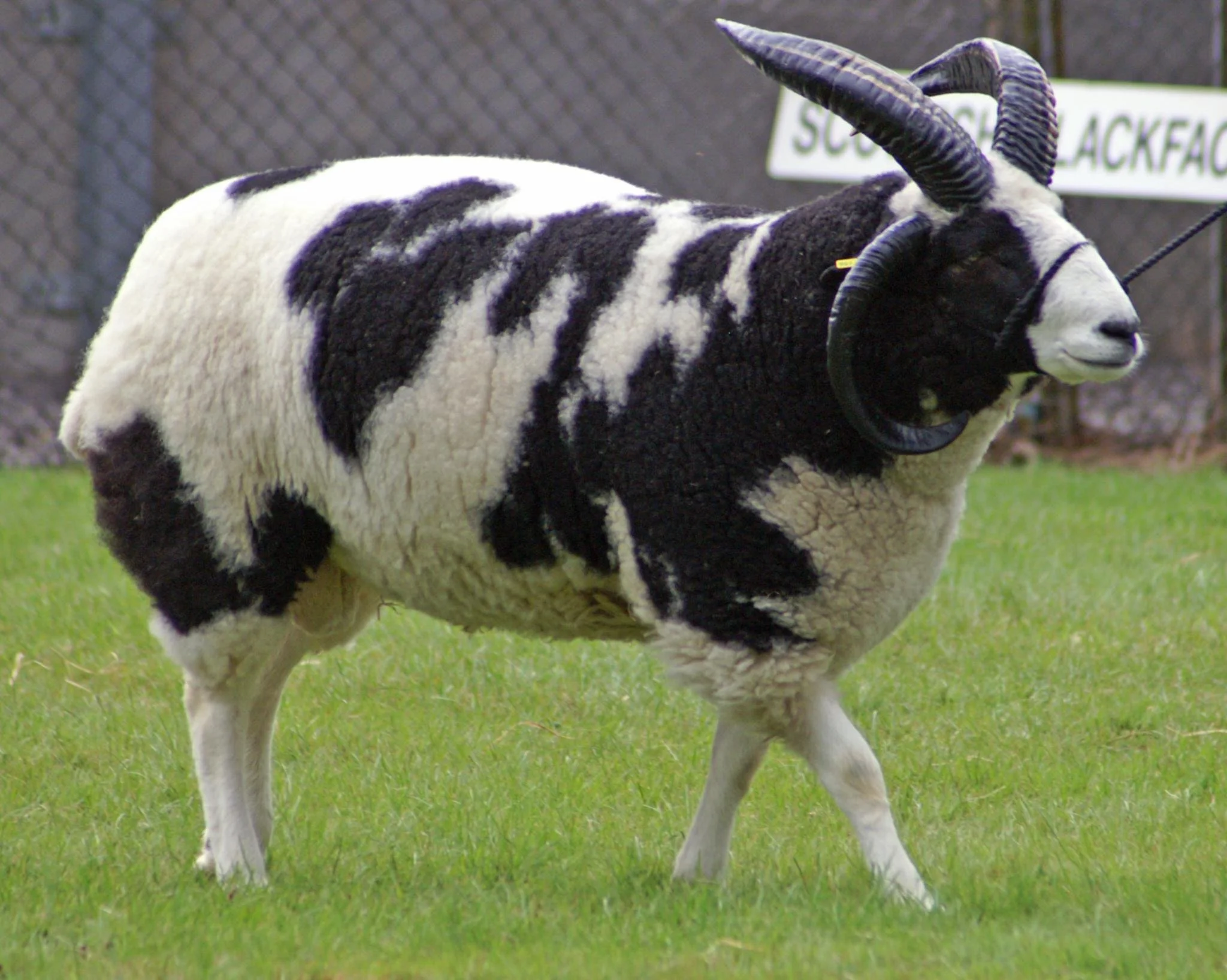 What is the Jacob Sheep Breed - and is it Right for You? — J&R Pierce ...