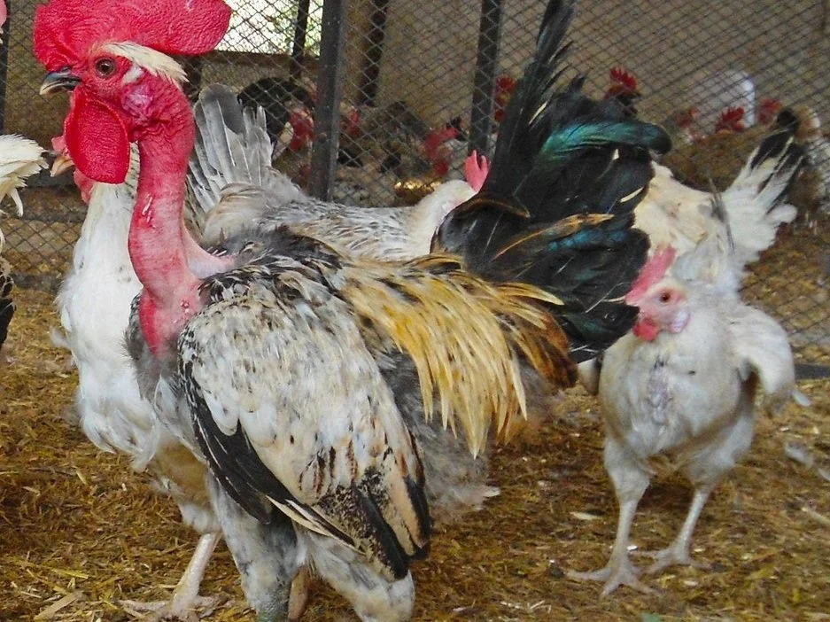 Everything You Need to Know About Naked Neck Chickens — J&R Pierce ...