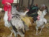 Everything You Need to Know About Naked Neck Chickens — J&R Pierce ...