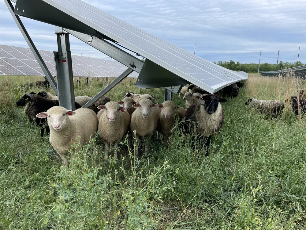 What is Solar Grazing? — J&R Pierce Family Farm
