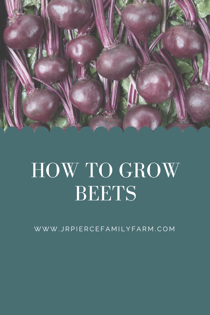 How to Grow Beets — J&R Pierce Family Farm: Official Blog