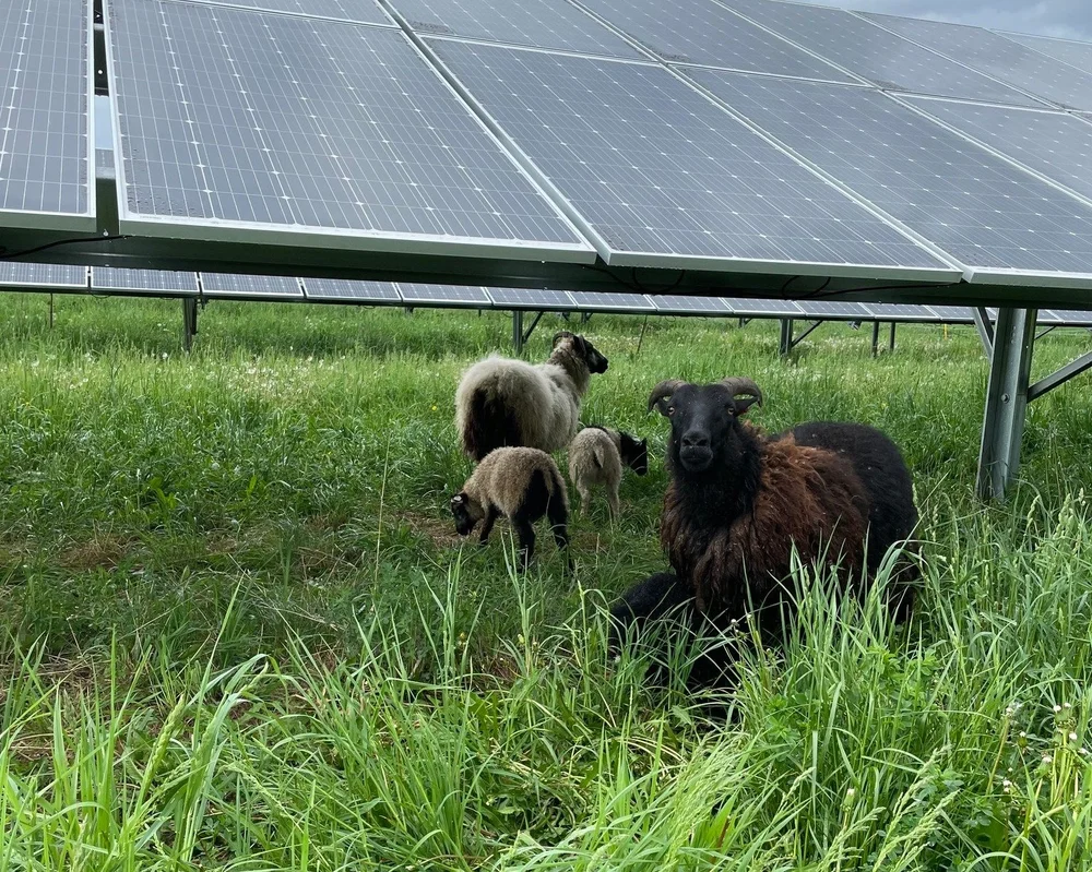 What is Solar Grazing? — J&R Pierce Family Farm