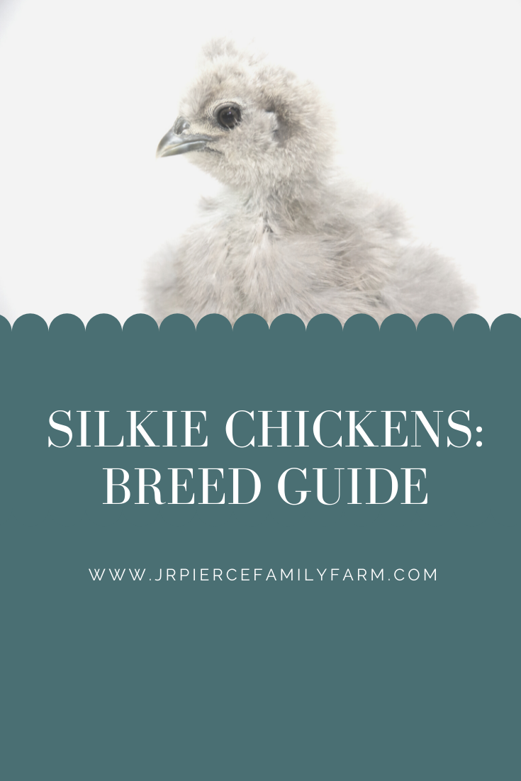 How to Raise Silkie Chickens: The Ultimate Guide — J&R Pierce Family Farm