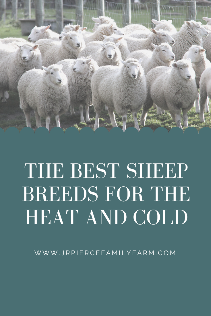Best Sheep Breeds for the Extreme Heat and Cold — J&R Pierce Family ...