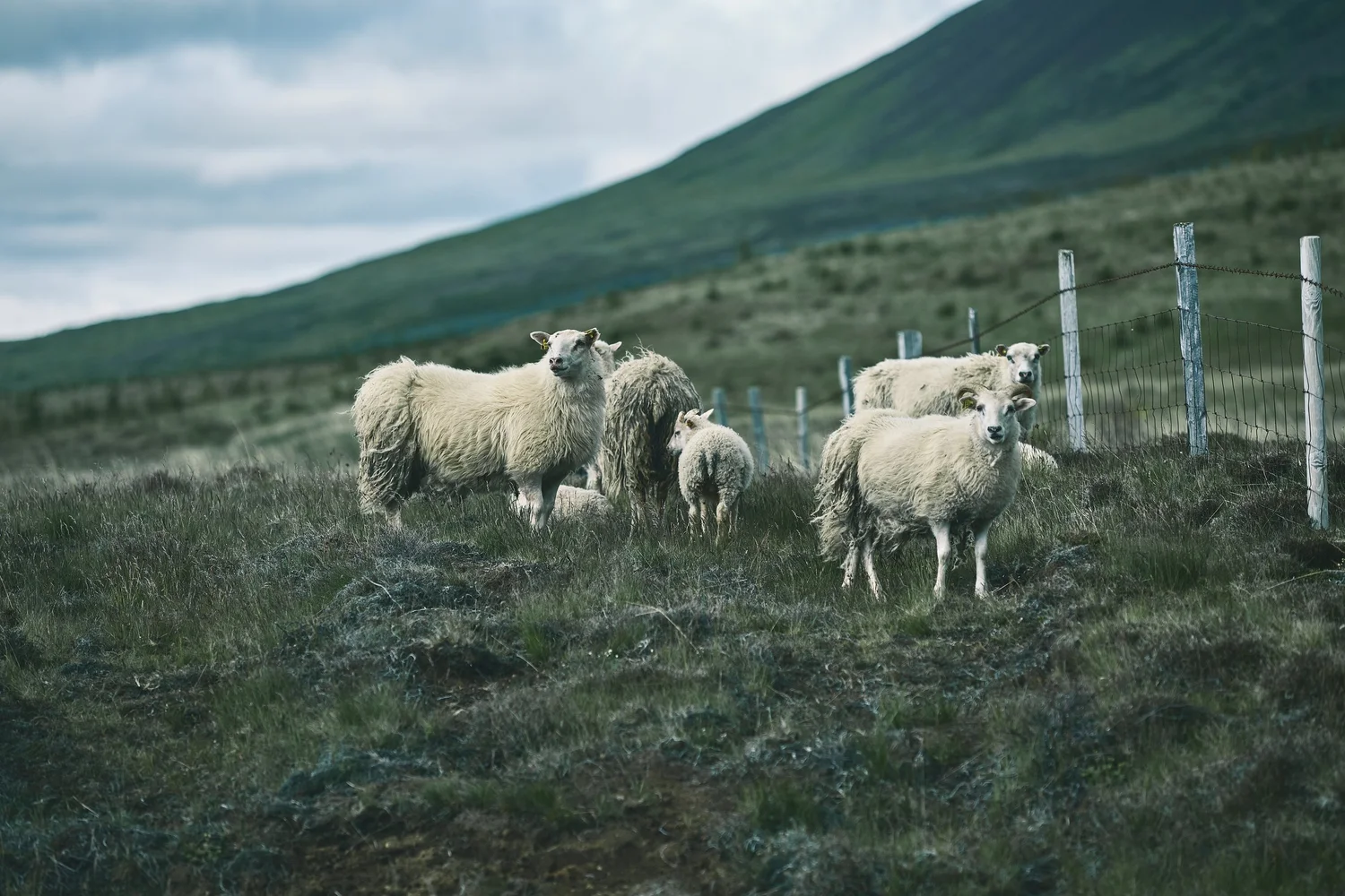 Icelandic Sheep Breed Guide — J&R Pierce Family Farm