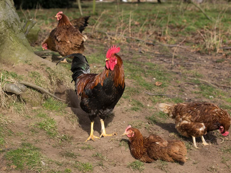 The Ultimate Guide to the Welsummer Chicken Breed — J&R Pierce Family Farm