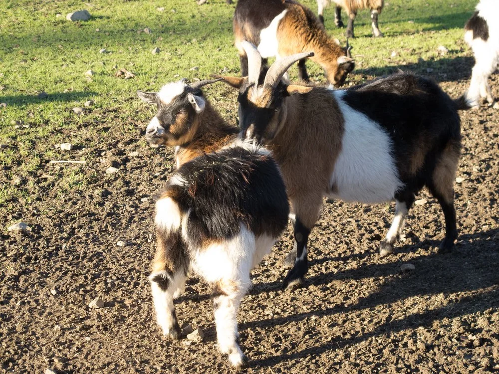 What is the Jacob Sheep Breed - and is it Right for You? — J&R Pierce ...