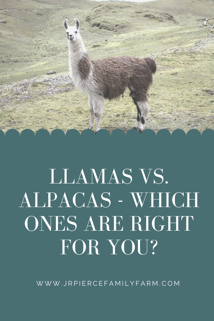Llamas vs. Alpacas: Which is Right for Your Farm? — J&R Pierce Family Farm