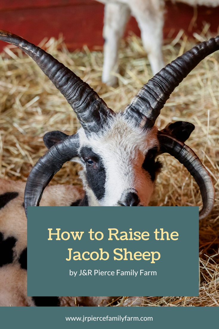 What is the Jacob Sheep Breed - and is it Right for You? — J&R Pierce ...