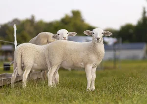 Everything You Need to Know About the Katahdin Sheep Breed — J&R Pierce ...