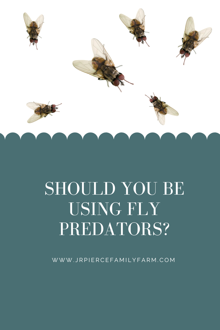 What Are Fly Predators? — J&R Pierce Family Farm