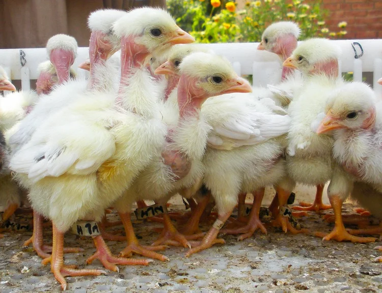 Everything You Need to Know About Naked Neck Chickens — J&R Pierce ...