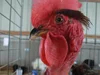 Everything You Need to Know About Naked Neck Chickens — J&R Pierce ...