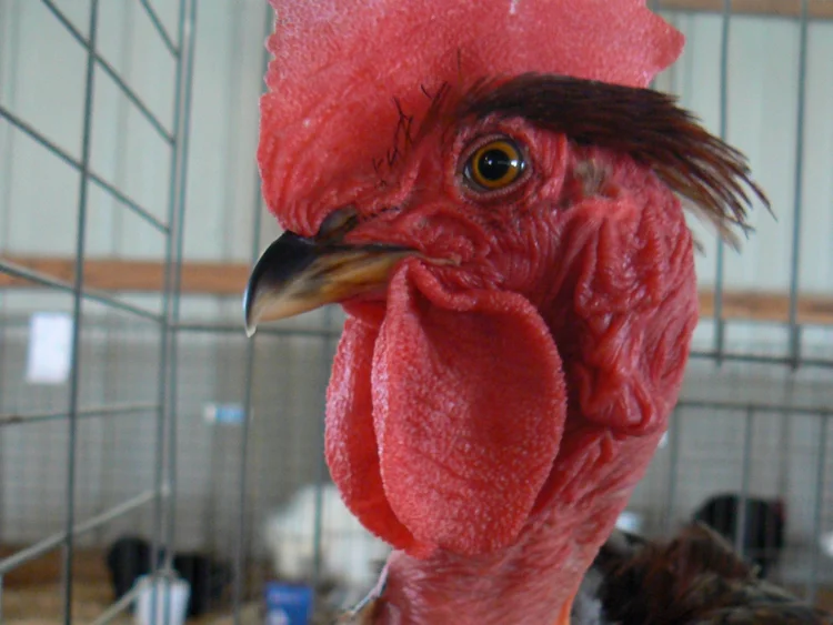 Everything You Need to Know About Naked Neck Chickens — J&R Pierce ...