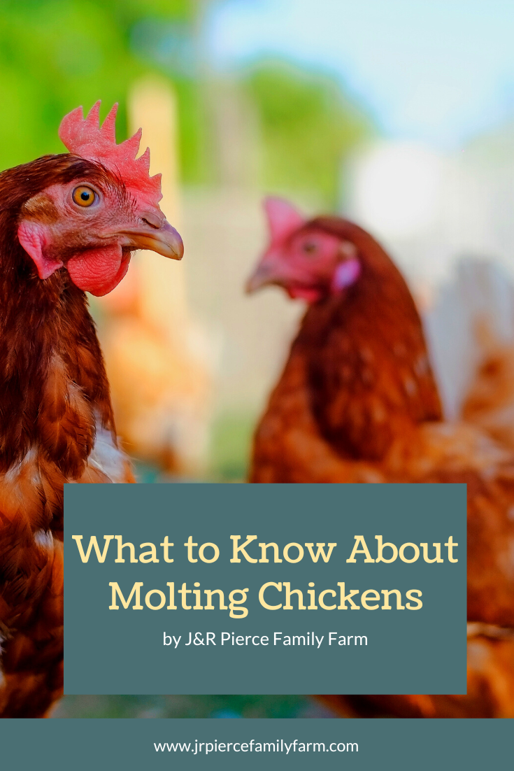 Everything You Need to Know About Molting Chickens — J&R Pierce Family Farm