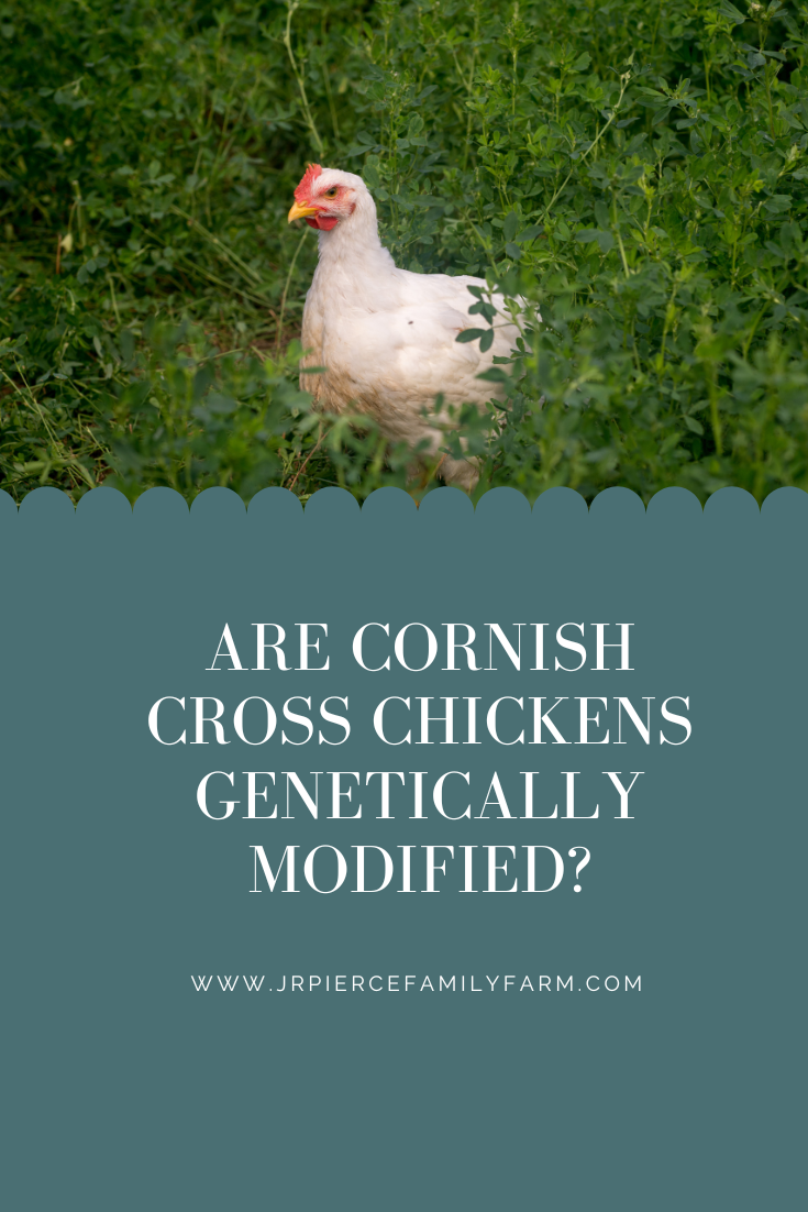 Are Cornish Cross Chickens Genetically Modified? — J&R Pierce Family Farm